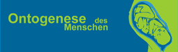 Ontogenese des Menschen :: Embryologie